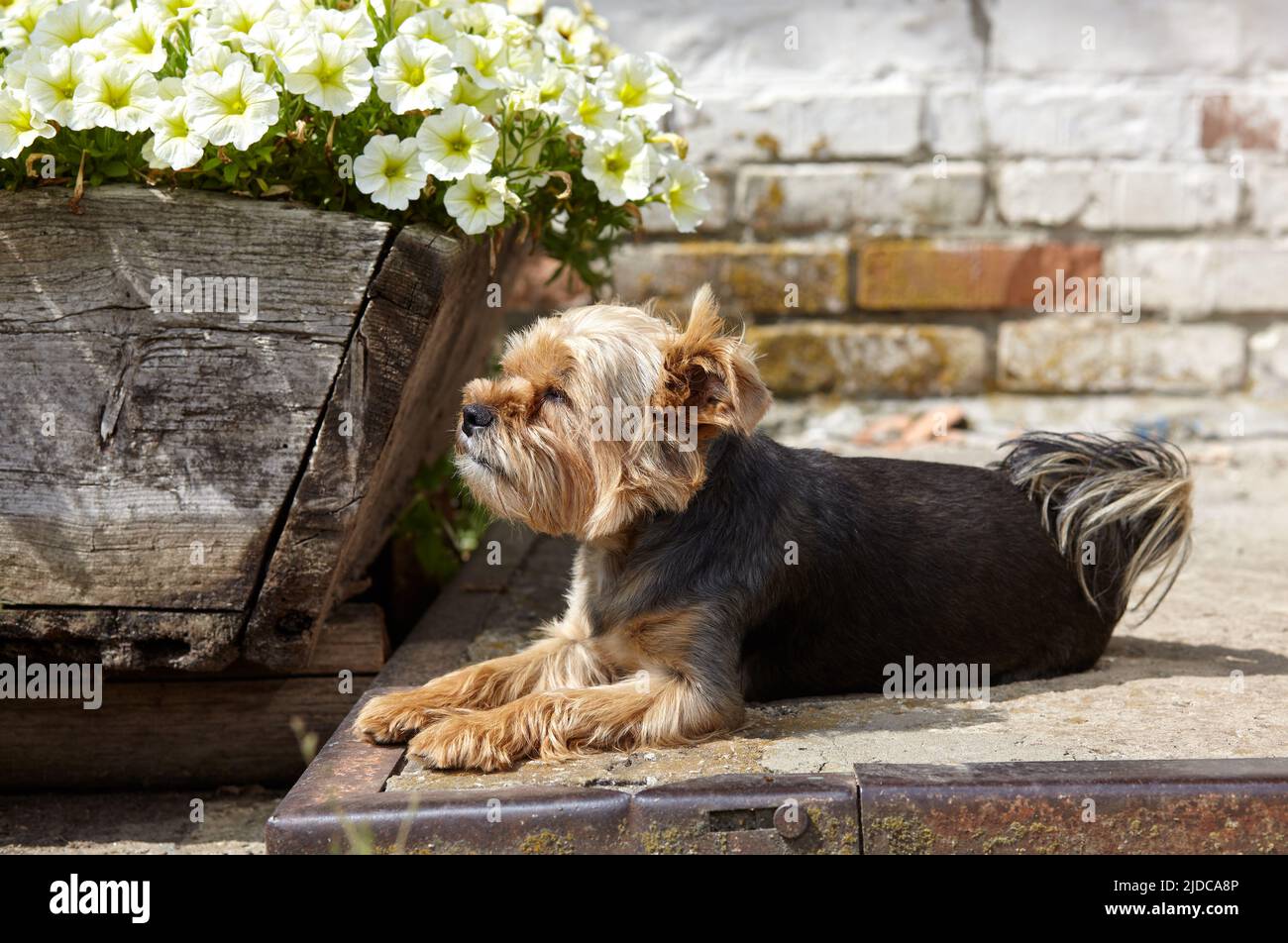 Beautiful yorkshire terrier resting outdoors. Portrait of nice dog ...