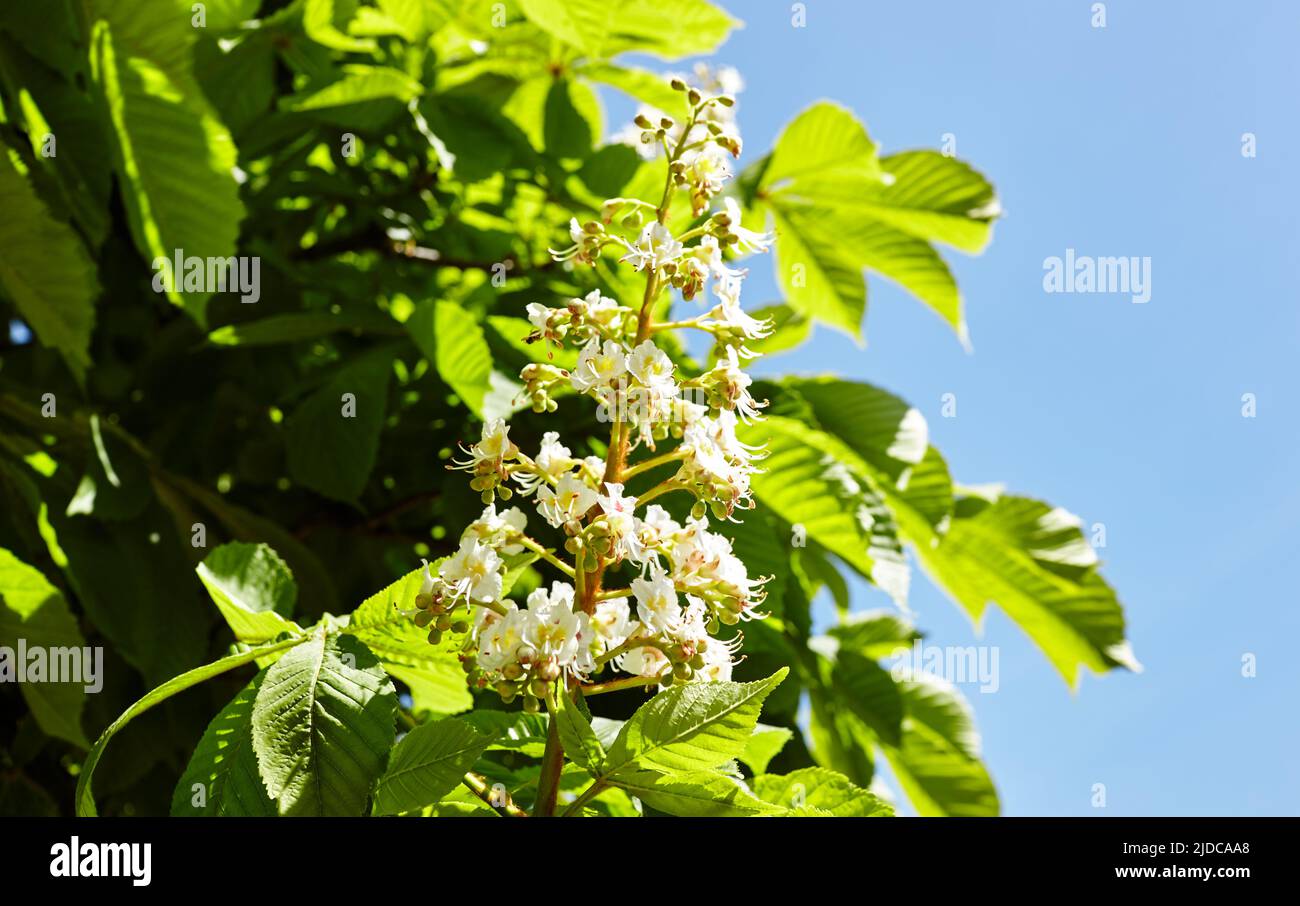 Branch chestnut against the background of lush green leaves, closeup ...