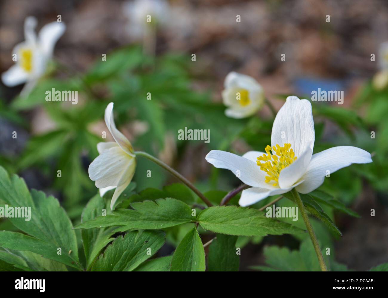 False Anemone or Isopyrum thalictroides, white anemone like flowering ...