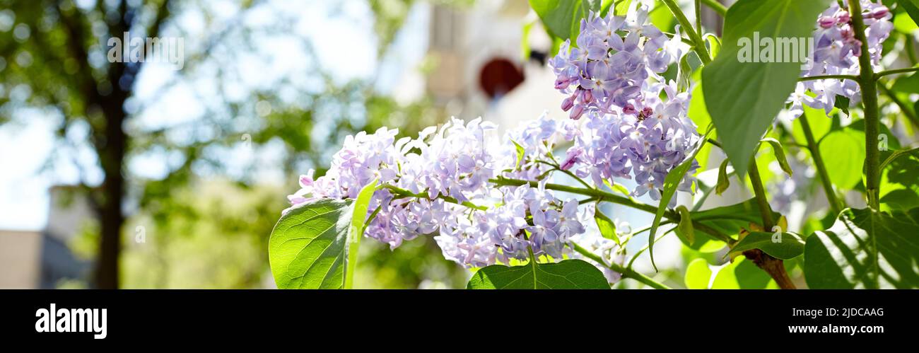Beautiful lilac flowers branch on a green background, natural spring ...