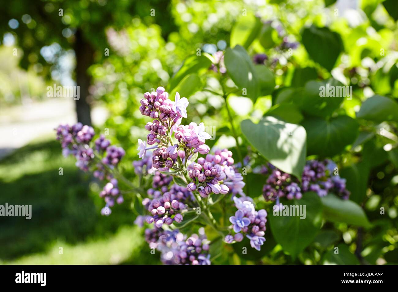 Beautiful lilac flowers branch on a green background, natural spring ...
