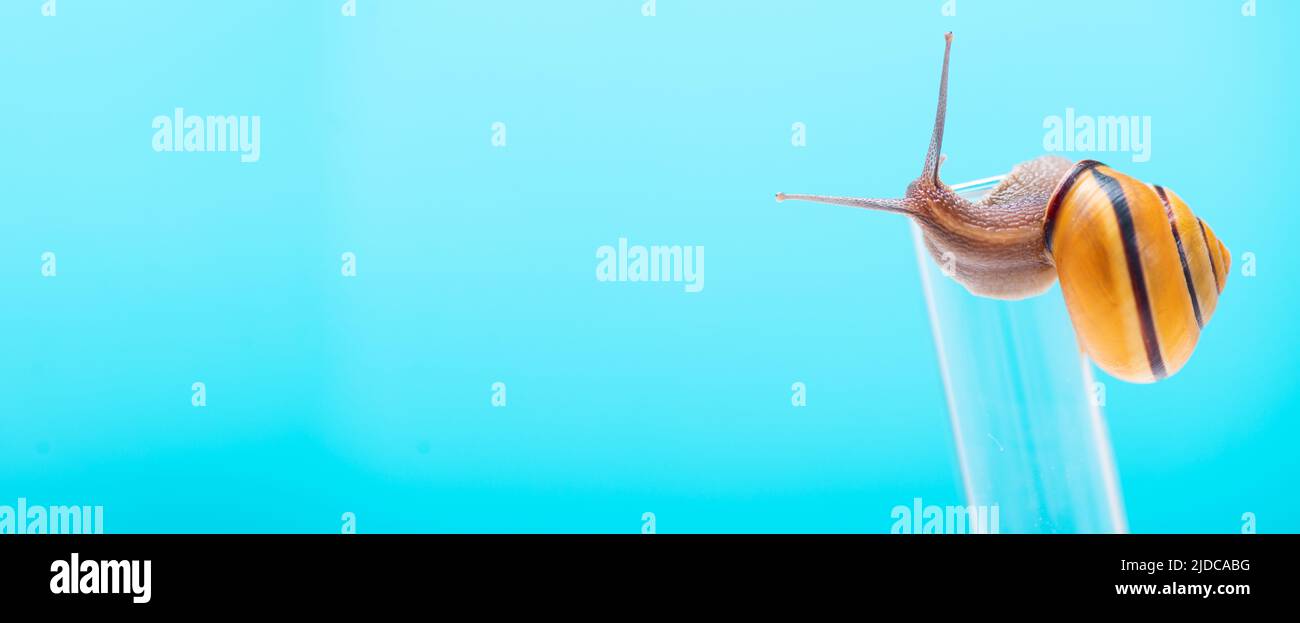 A snail with a bright shell on a chemical test tube. Chemical test tube ...