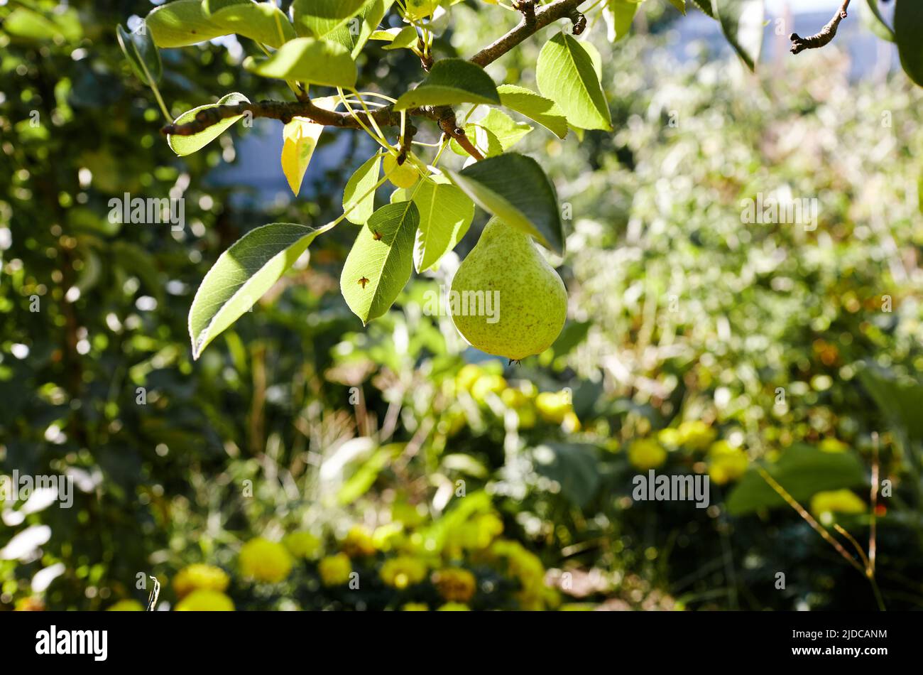 Ripe pear on a tree in a garden. Organic cultivar pears in the summer ...