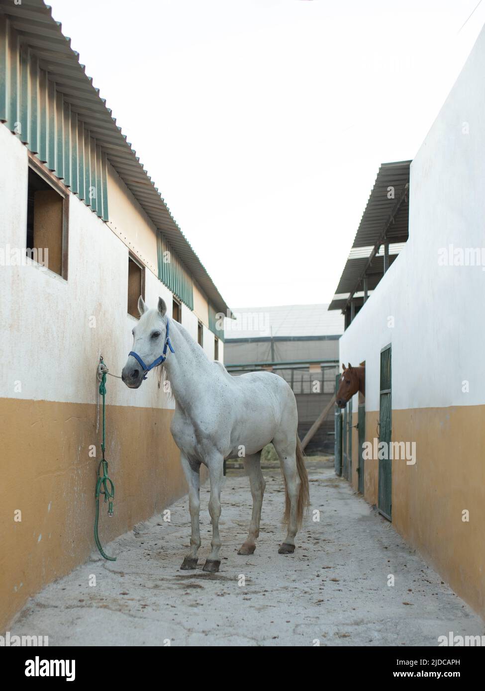 white horse in the stable Stock Photo - Alamy