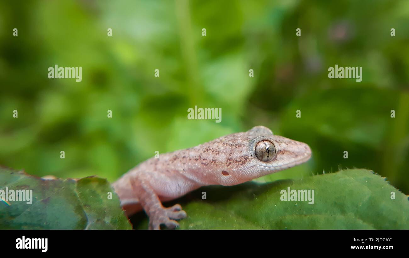 Macro Close up of house gecko on green leaf The common house gecko ...