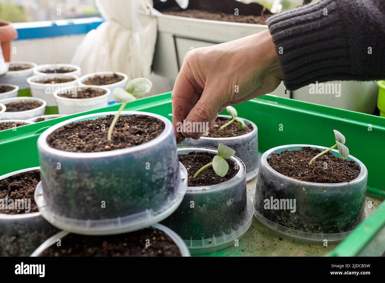 Old man gardening in home greenhouse. Men's hands planting cucumber ...