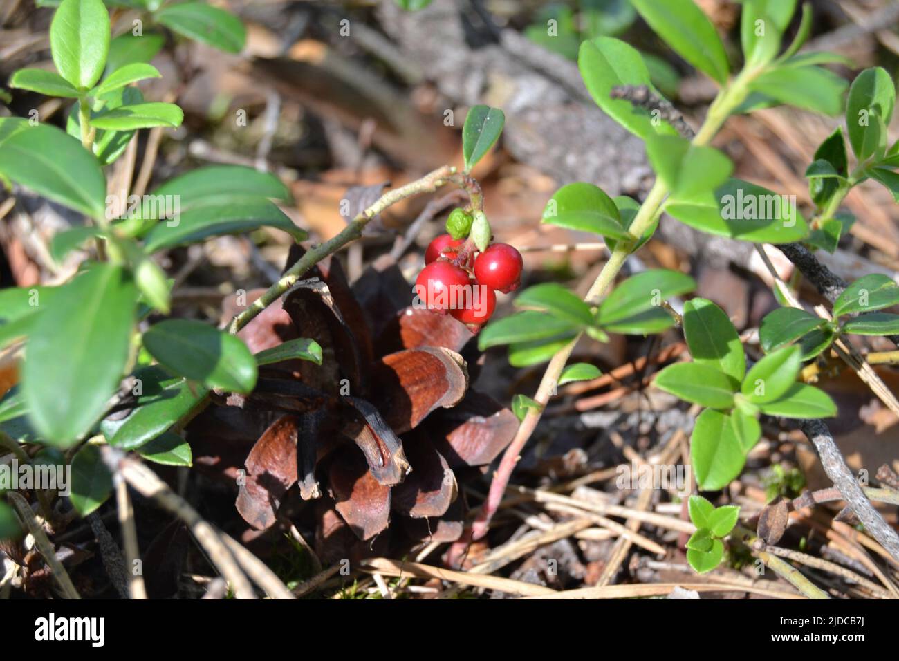 Cranberries growing on the bush in a garden. Fresh ripe berries.Closeup ...