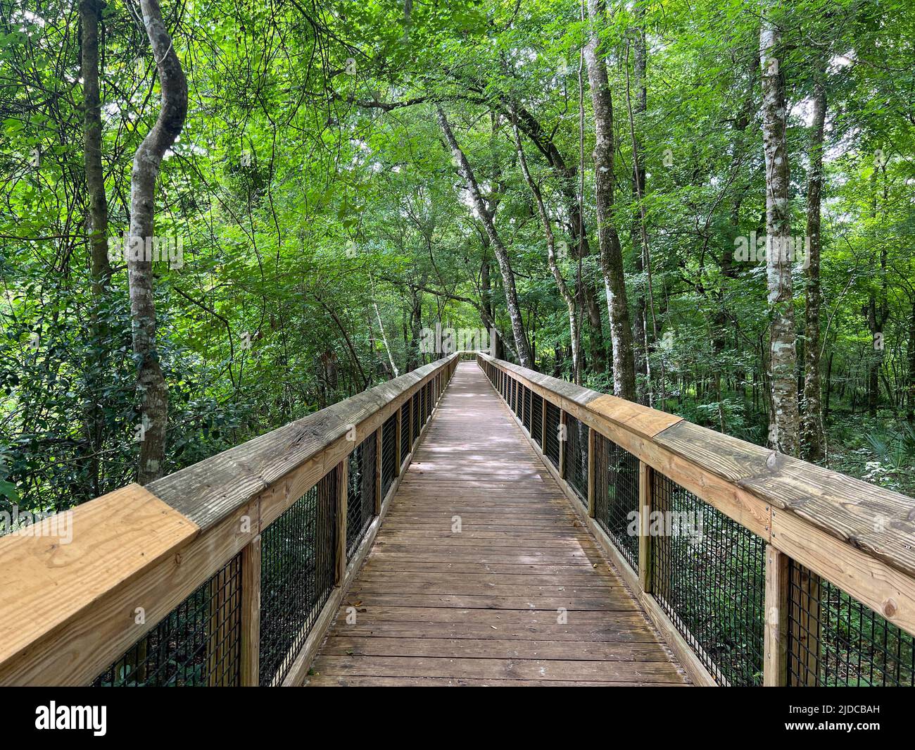A wooden trail during a sunny day in the woods Stock Photo - Alamy