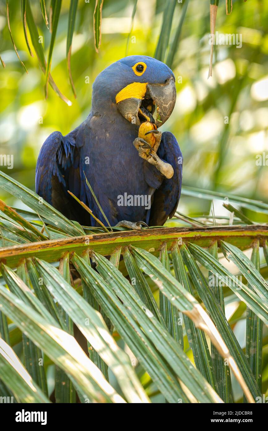 Hyacinth macaw close up on a palm tree in the nature habitat, wild ...