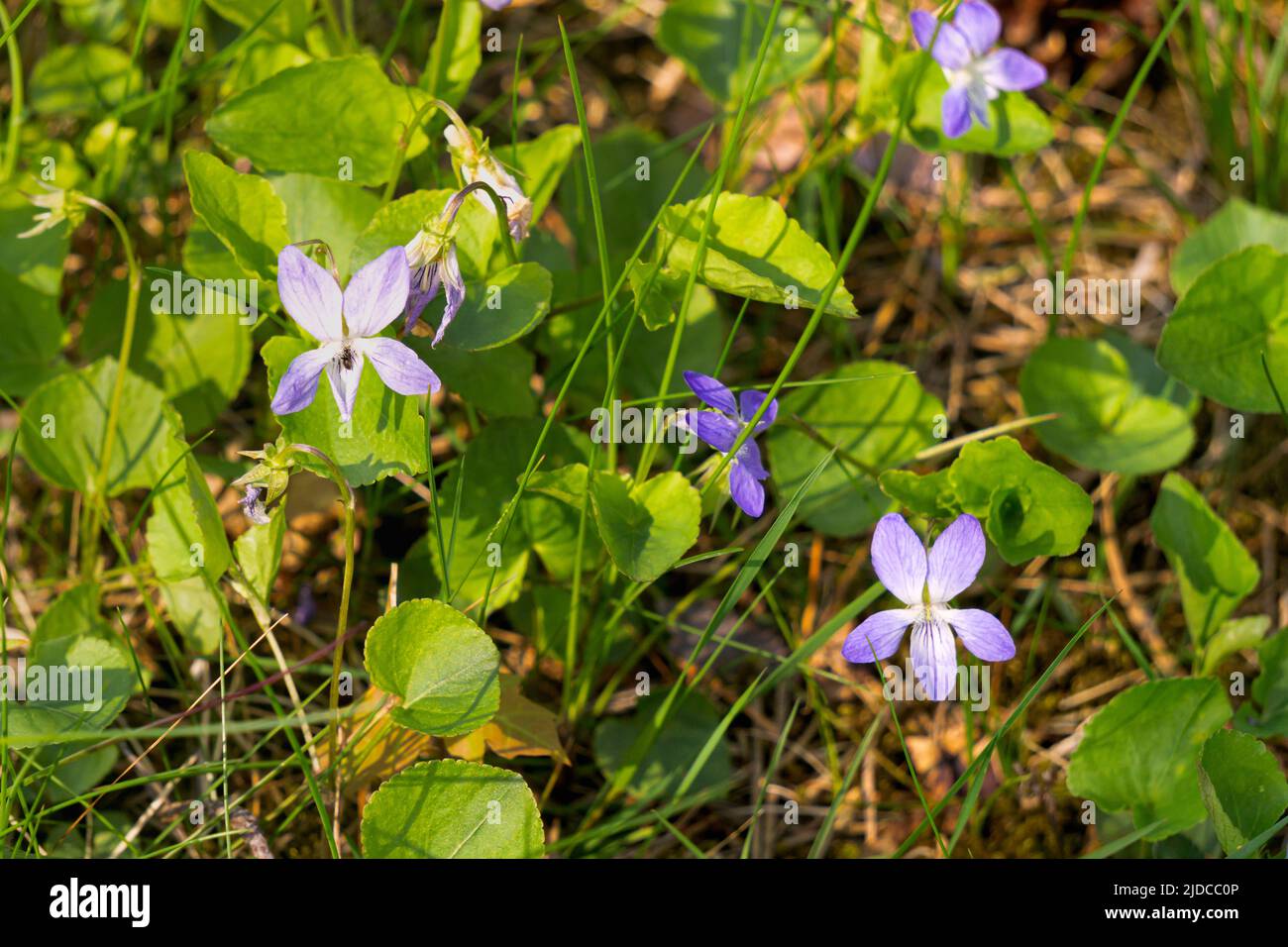 Blue violets in forest hi-res stock photography and images - Alamy