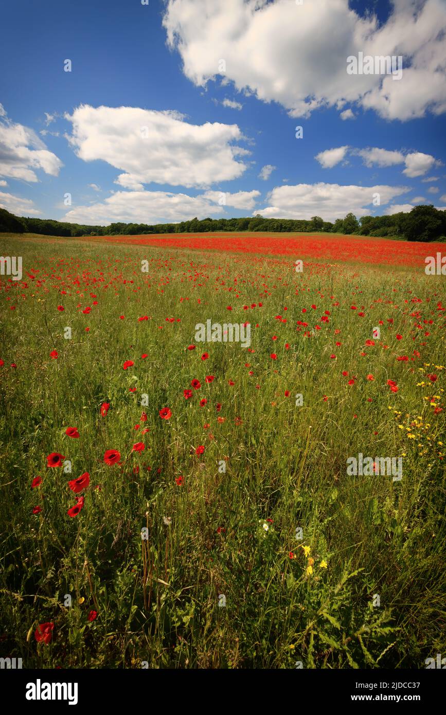 Poppies in a Field in the Garden of England Kent Stock Photo - Alamy