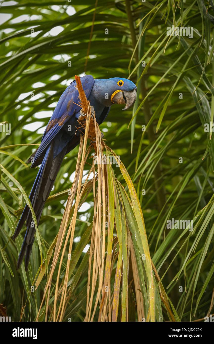 Hyacinth macaw close up on a palm tree in the nature habitat, wild ...