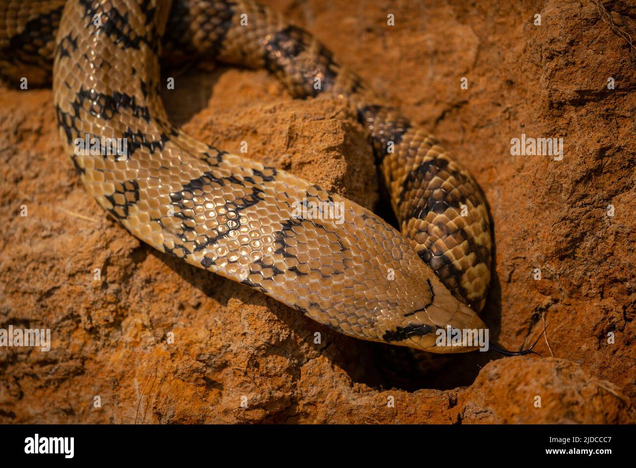 False Water Cobra Hood