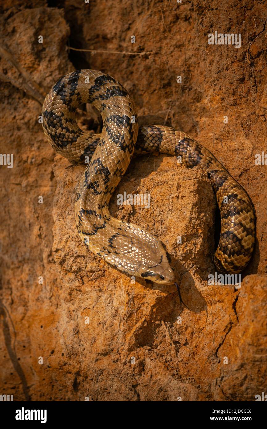 Wild snake close up in the nature habitat, wild brasil, brasilian ...