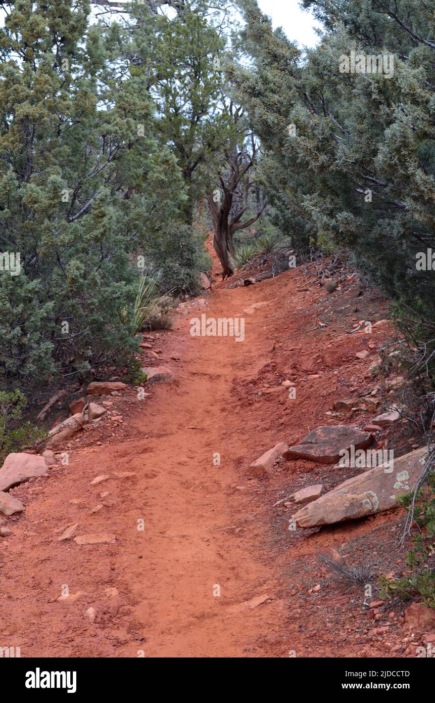 Packed red dirt hiking trail through a wooded area in Sedona Arizona ...
