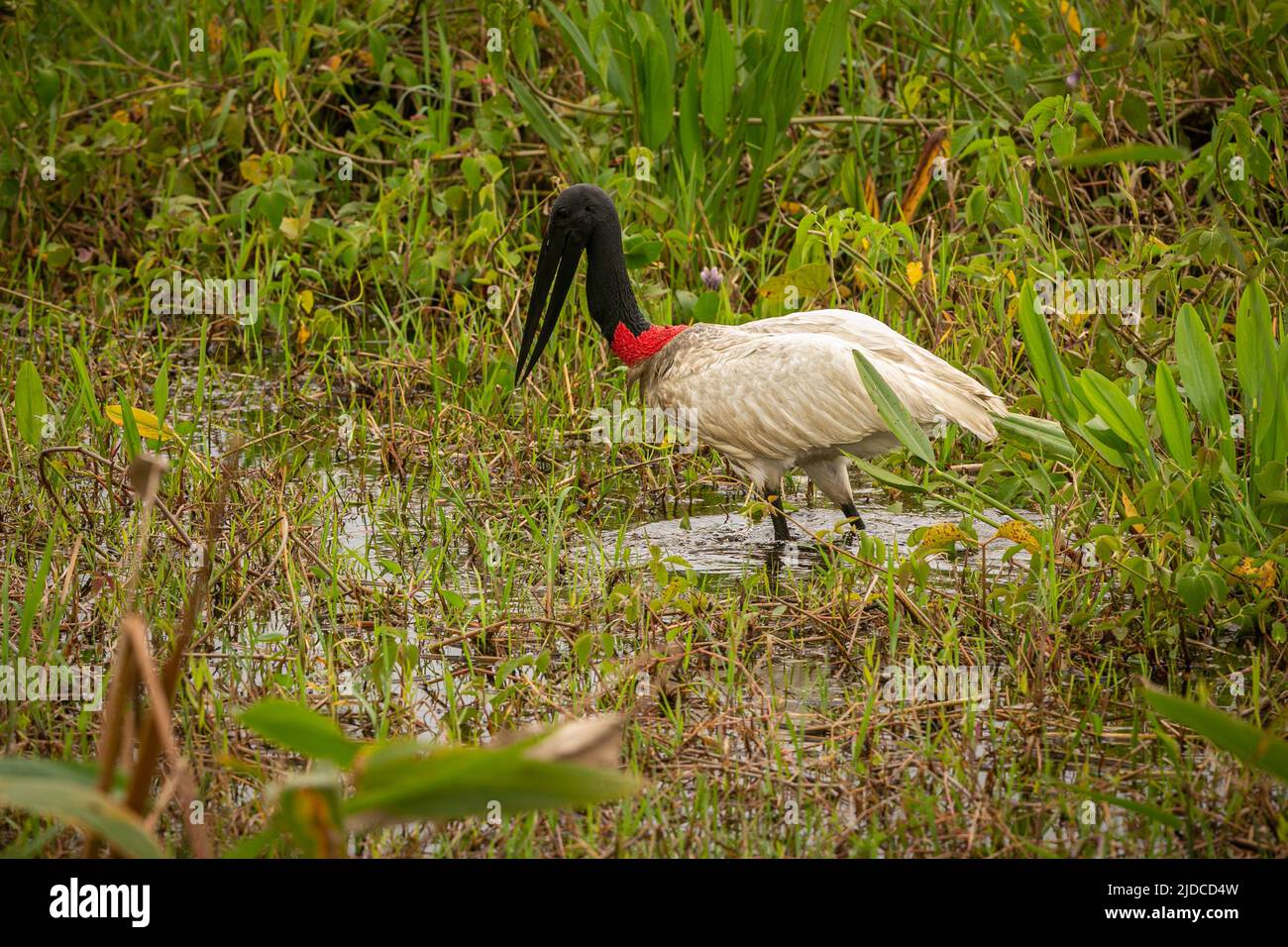 Jabiru stork in the wetlands of a beautiful brasilian Pantanal ...