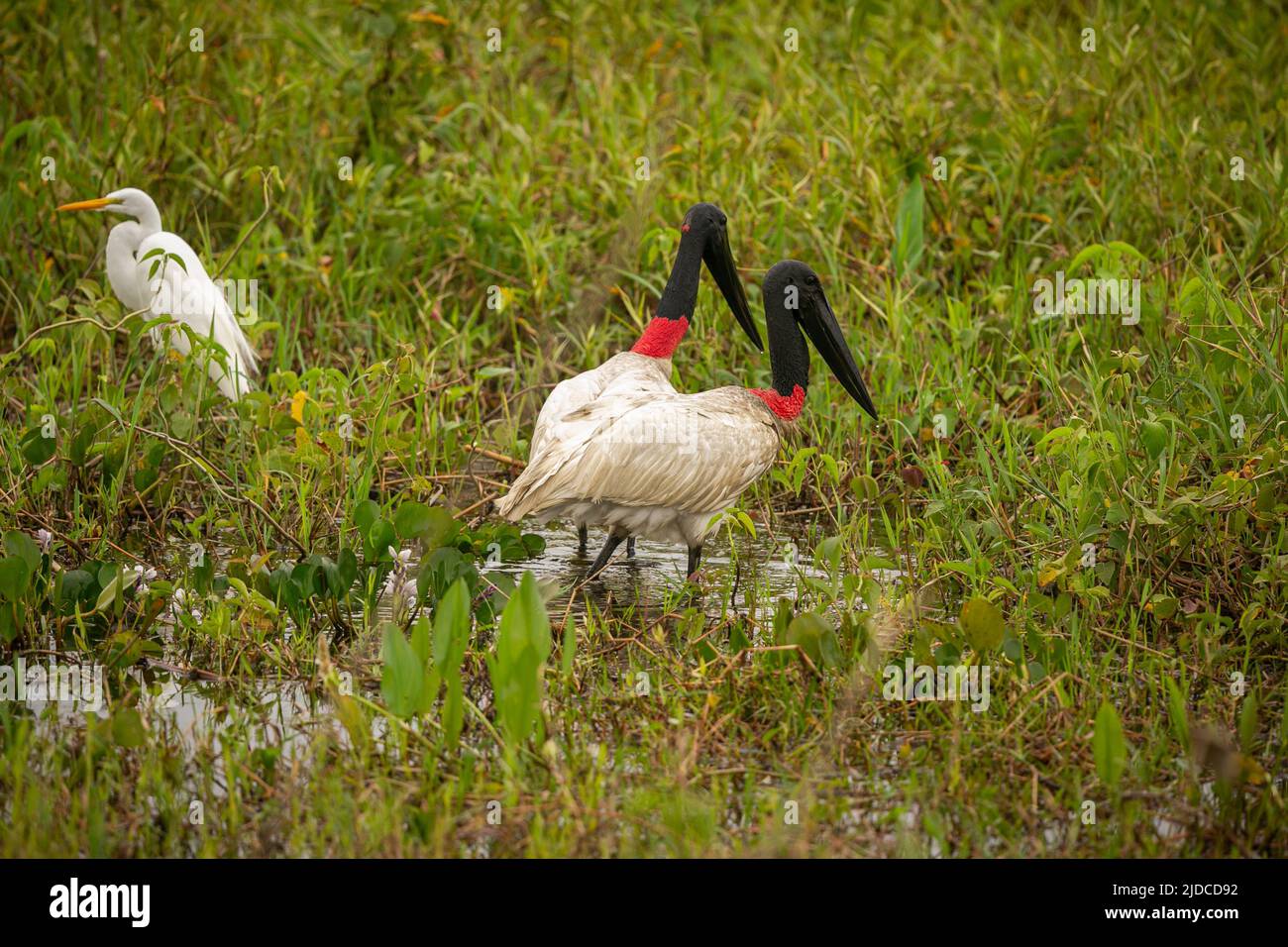 Jabiru stork in the wetlands of a beautiful brasilian Pantanal ...