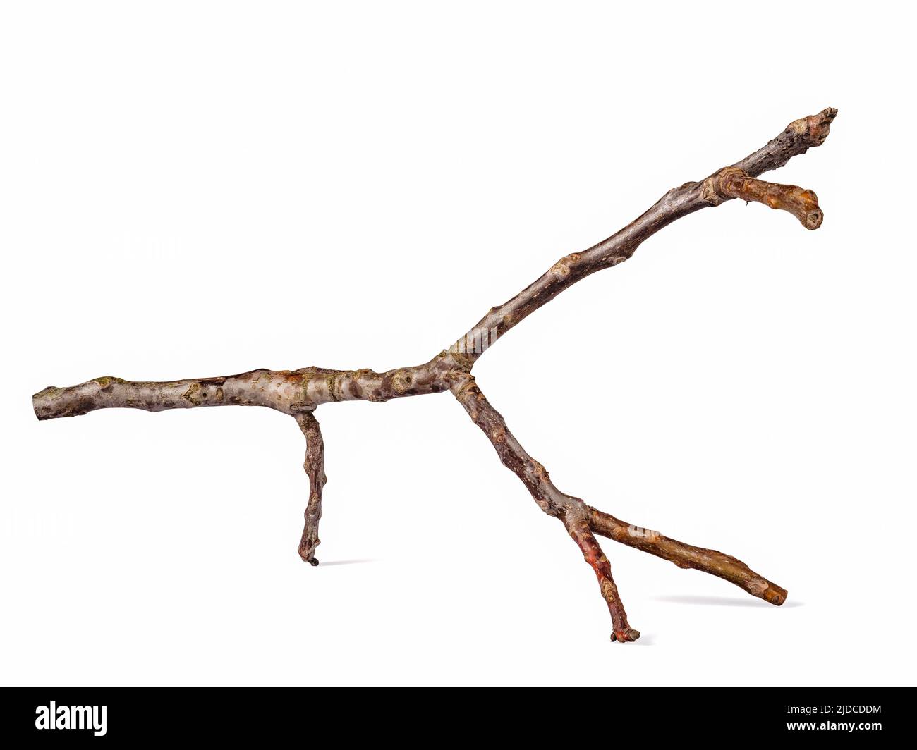 Dry tree branch isolated on white background Stock Photo - Alamy