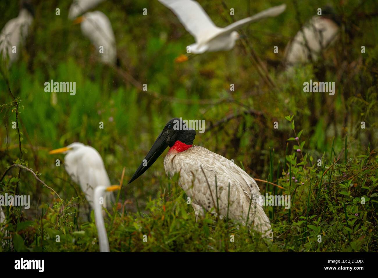 Jabiru stork in the wetlands of a beautiful brasilian Pantanal ...