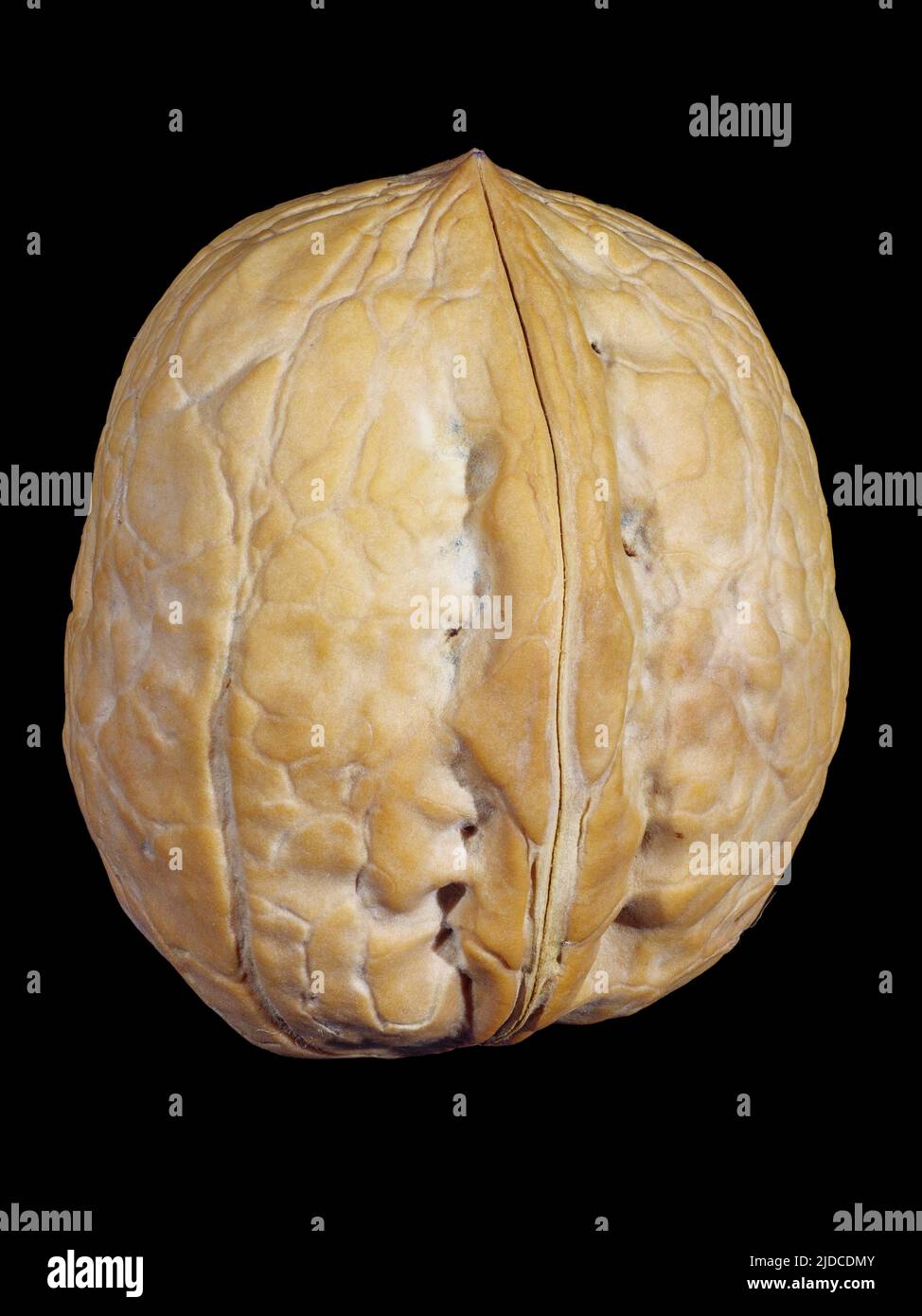 Walnut in shell hi-res stock photography and images - Alamy