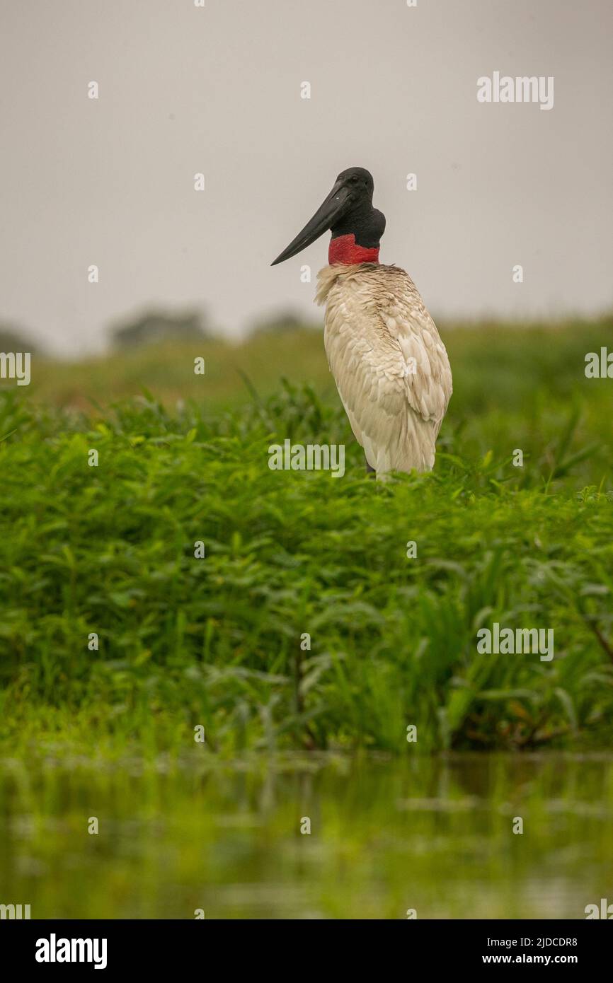 Jabiru stork in the wetlands of a beautiful brasilian Pantanal ...