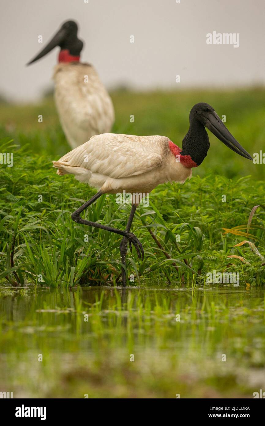 Jabiru stork in the wetlands of a beautiful brasilian Pantanal ...