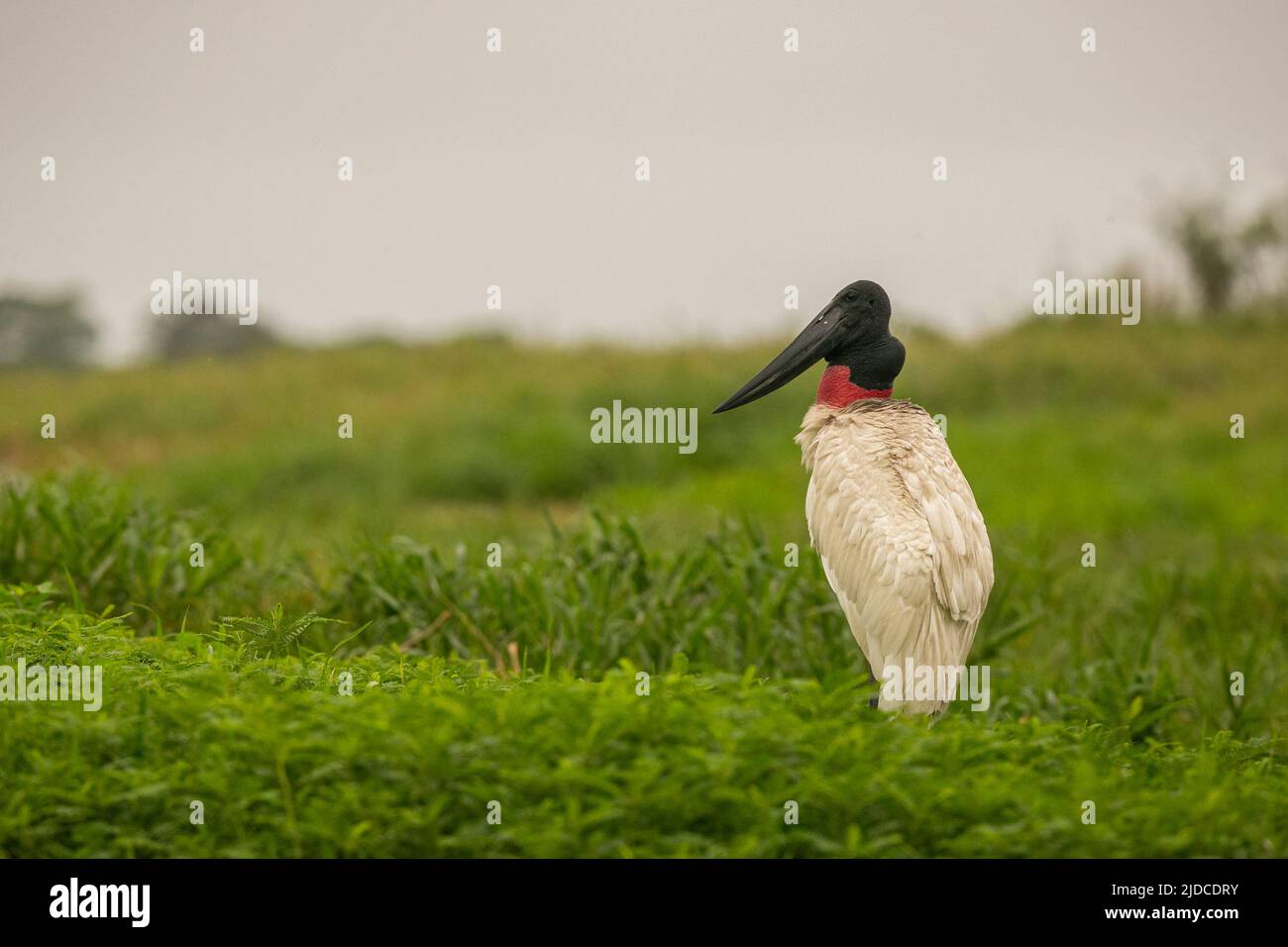 Jabiru stork in the wetlands of a beautiful brasilian Pantanal ...