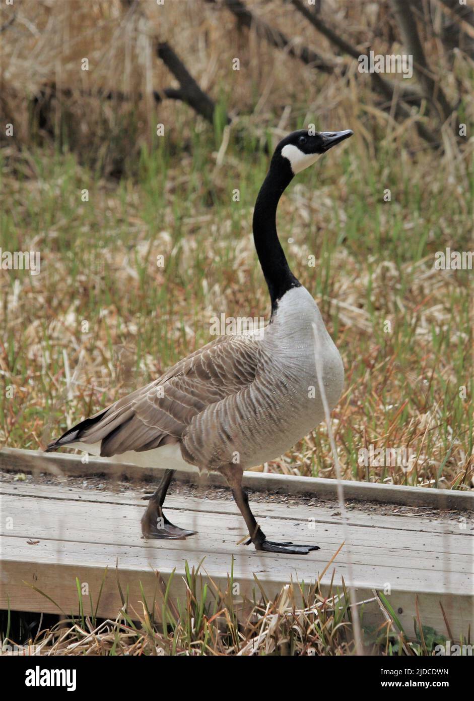Strutting duck hi-res stock photography and images - Alamy