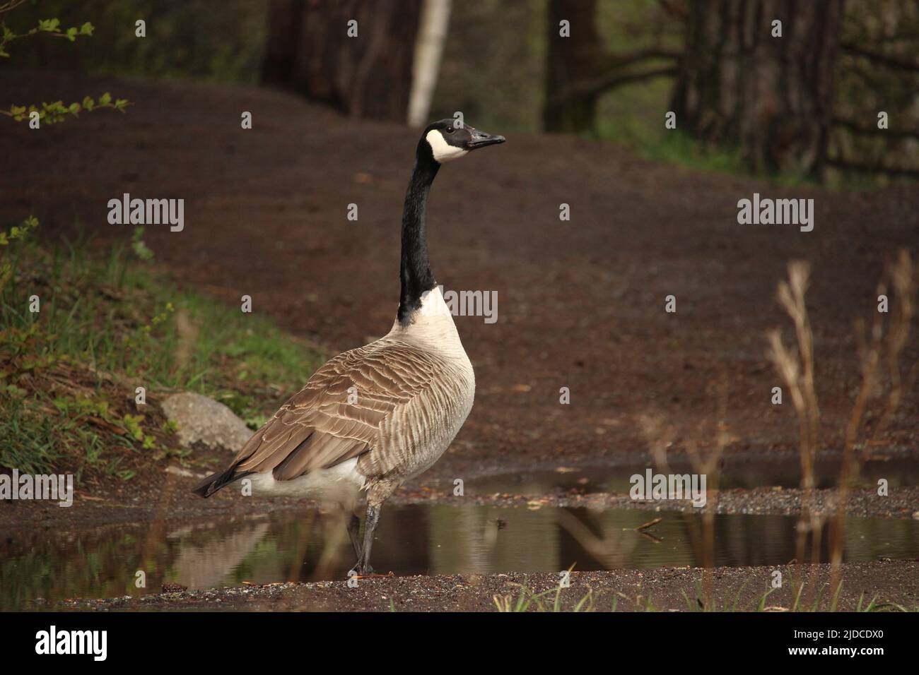 Standing in water puddle hi-res stock photography and images - Alamy