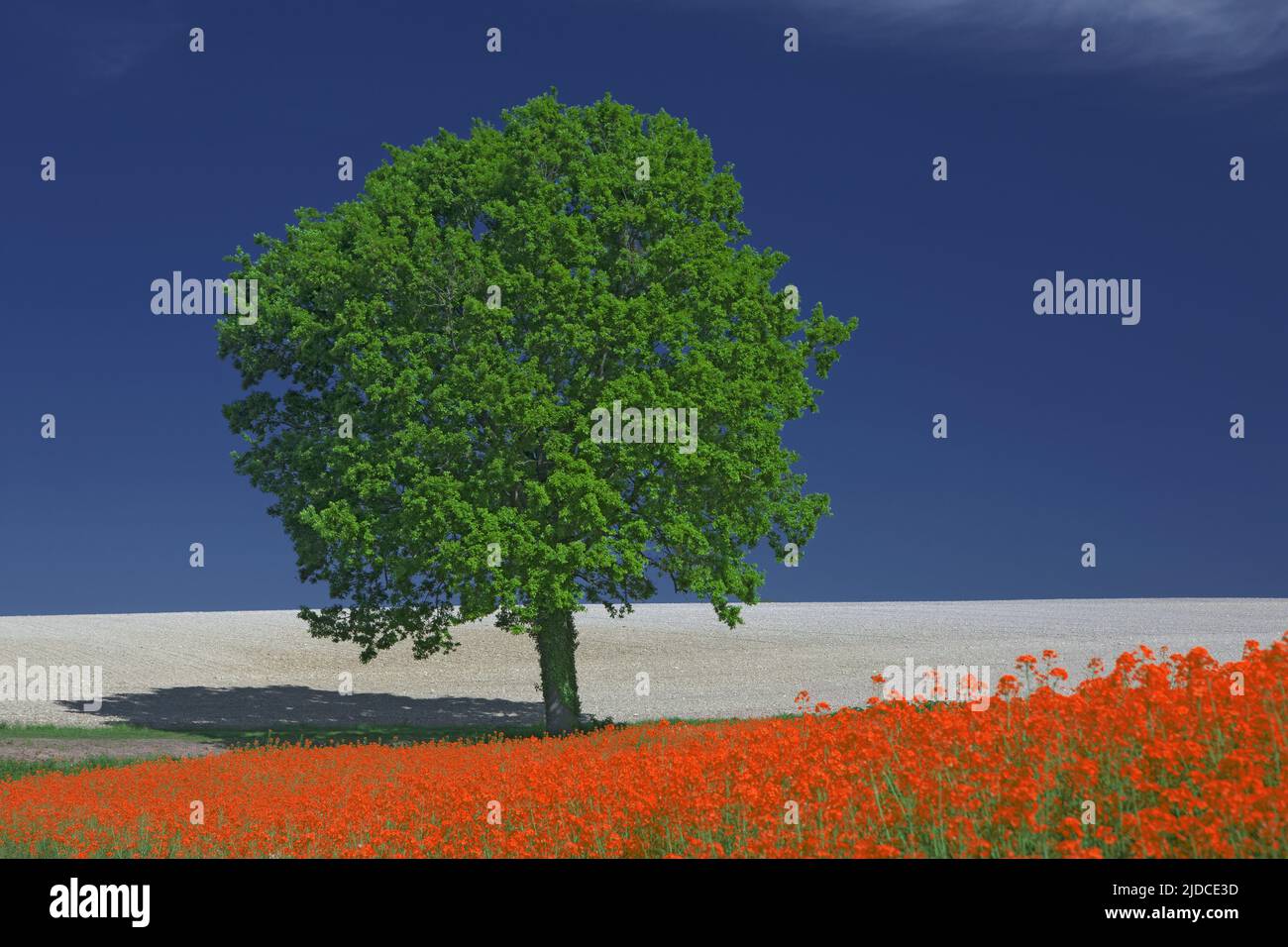 Flowering tree and france hi-res stock photography and images - Alamy