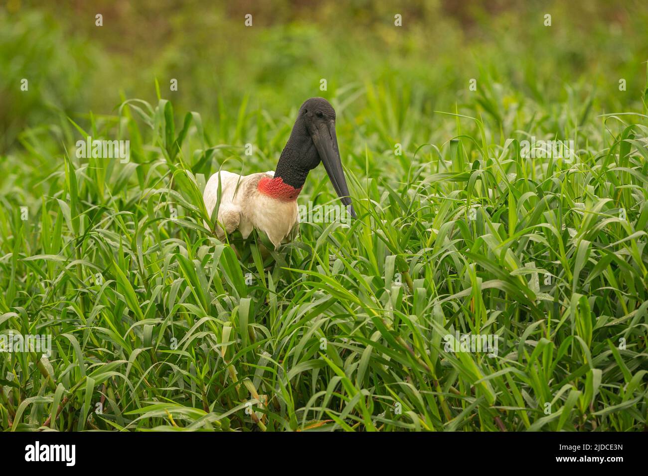 Jabiru stork in the wetlands of a beautiful brasilian Pantanal ...