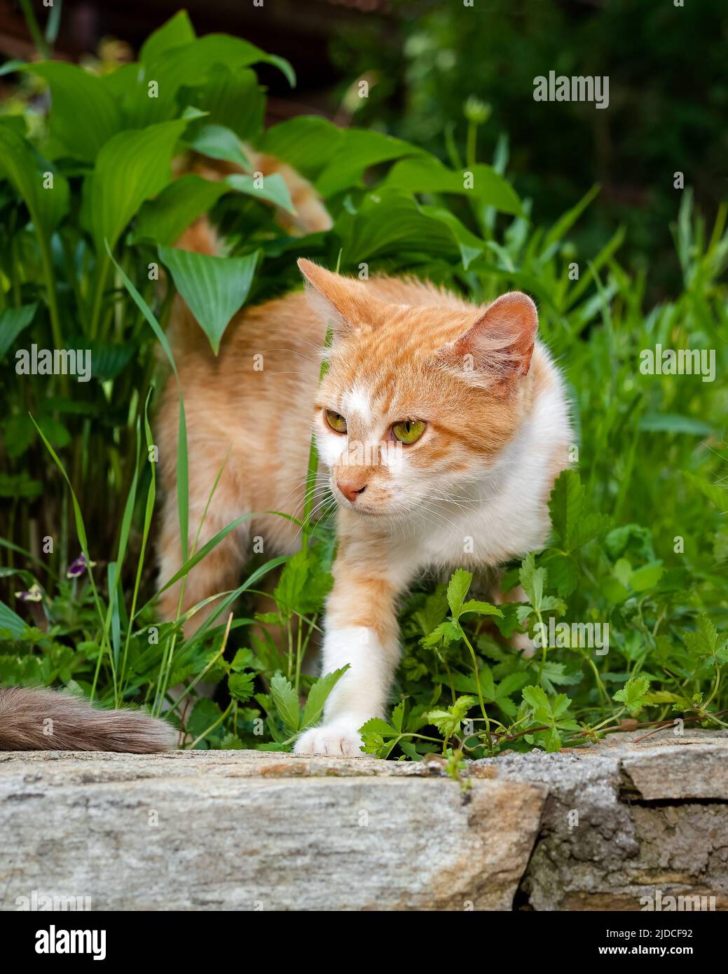 Feral cat hunting hi-res stock photography and images - Alamy