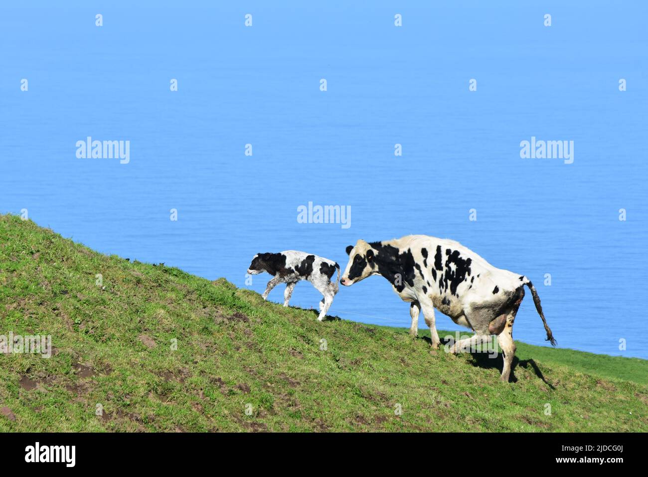 Adorable wobbly legged spotted calf and cow climbing a seaside hill ...