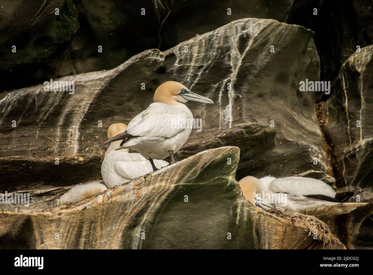 Gannet breeding season on hi-res stock photography and images - Alamy