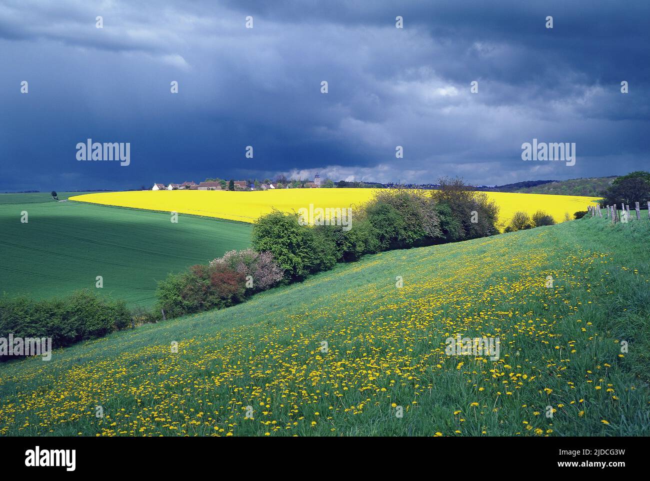 France, Oise stormy landscape in Picardy, rapeseed field Stock Photo ...