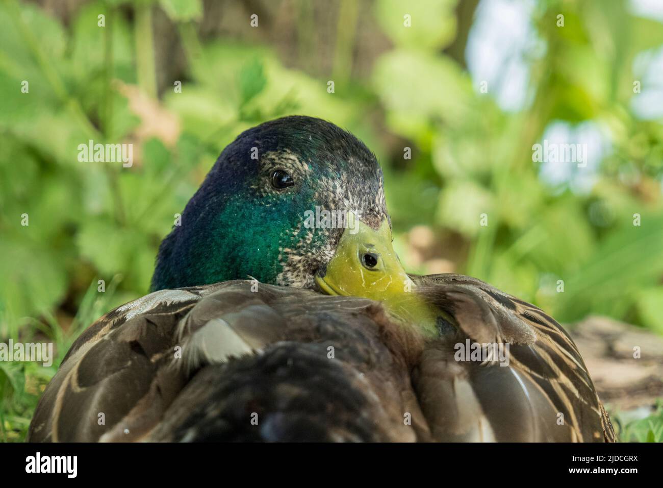 Portrait of a resting mallard drake. Close-up from behind, looking into ...
