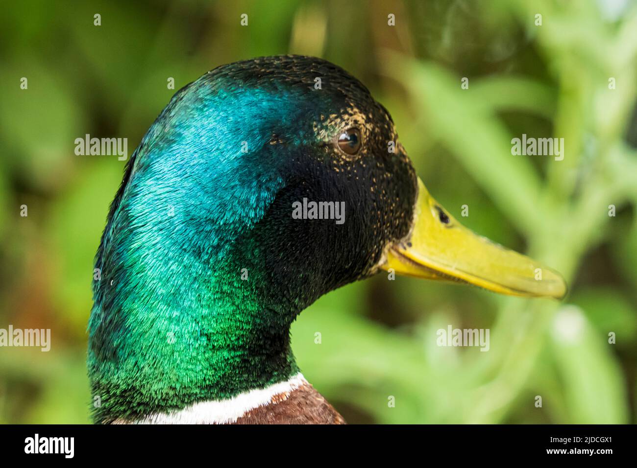 Portrait of a mallard drake, close-up from the side, back Stock Photo ...