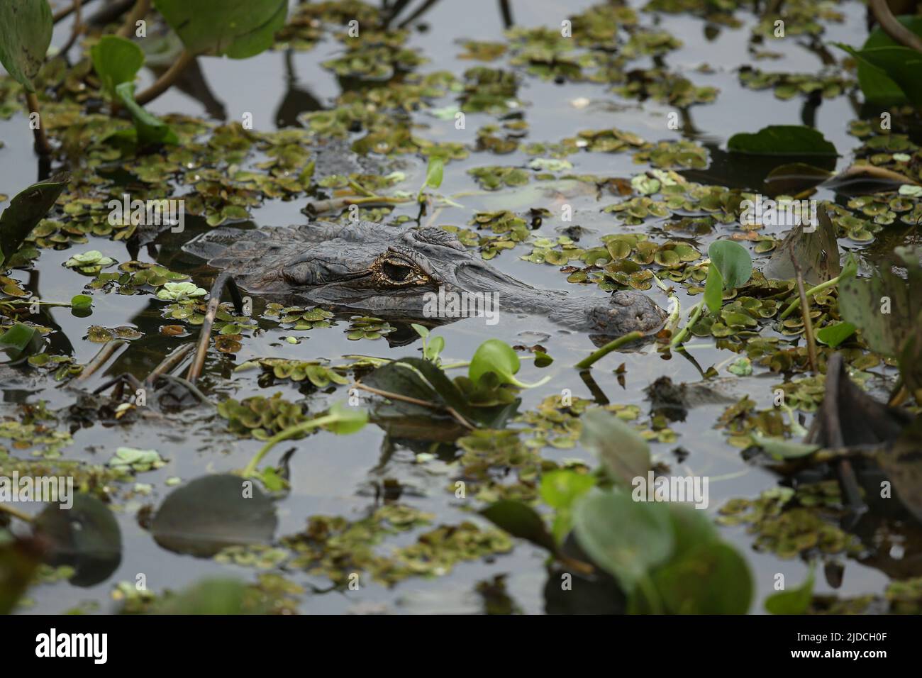 Wild caiman with fish in mouth in the nature habitat. Wild brasil ...