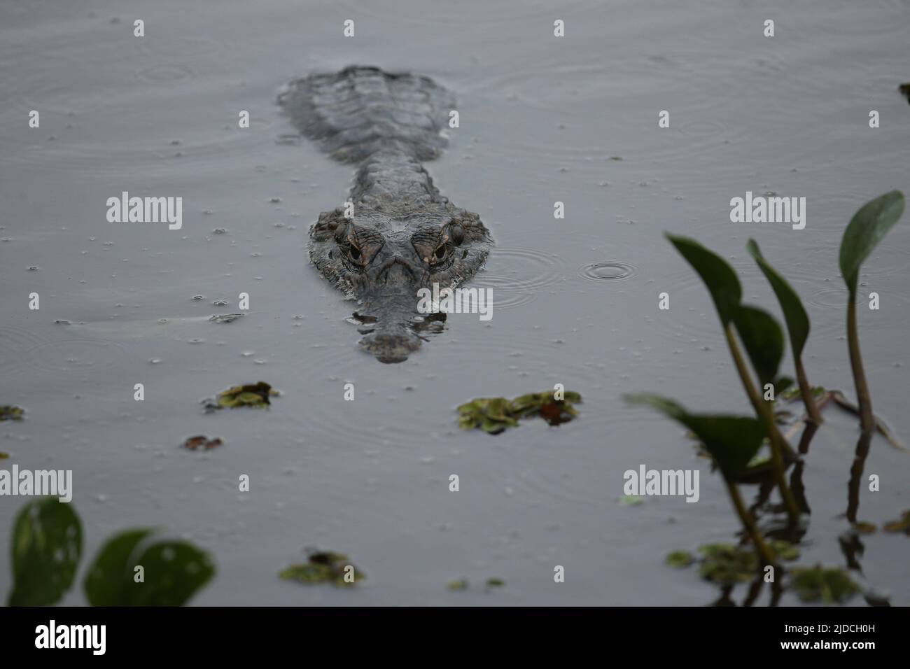 Wild caiman with fish in mouth in the nature habitat. Wild brasil ...
