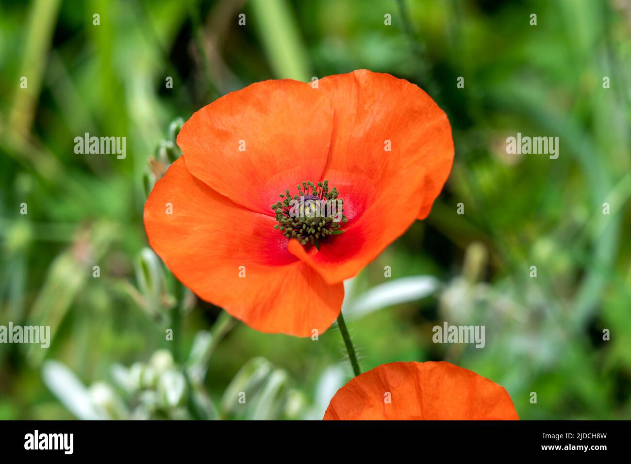 World war i armistice celebrations hi-res stock photography and images ...