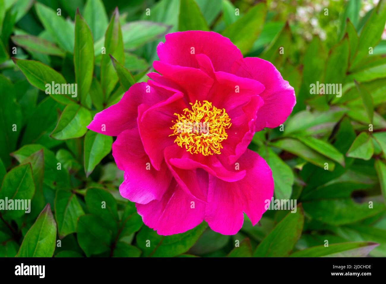 Peony 'Mistral' (paeonia) a spring summer flowering plant with a red ...