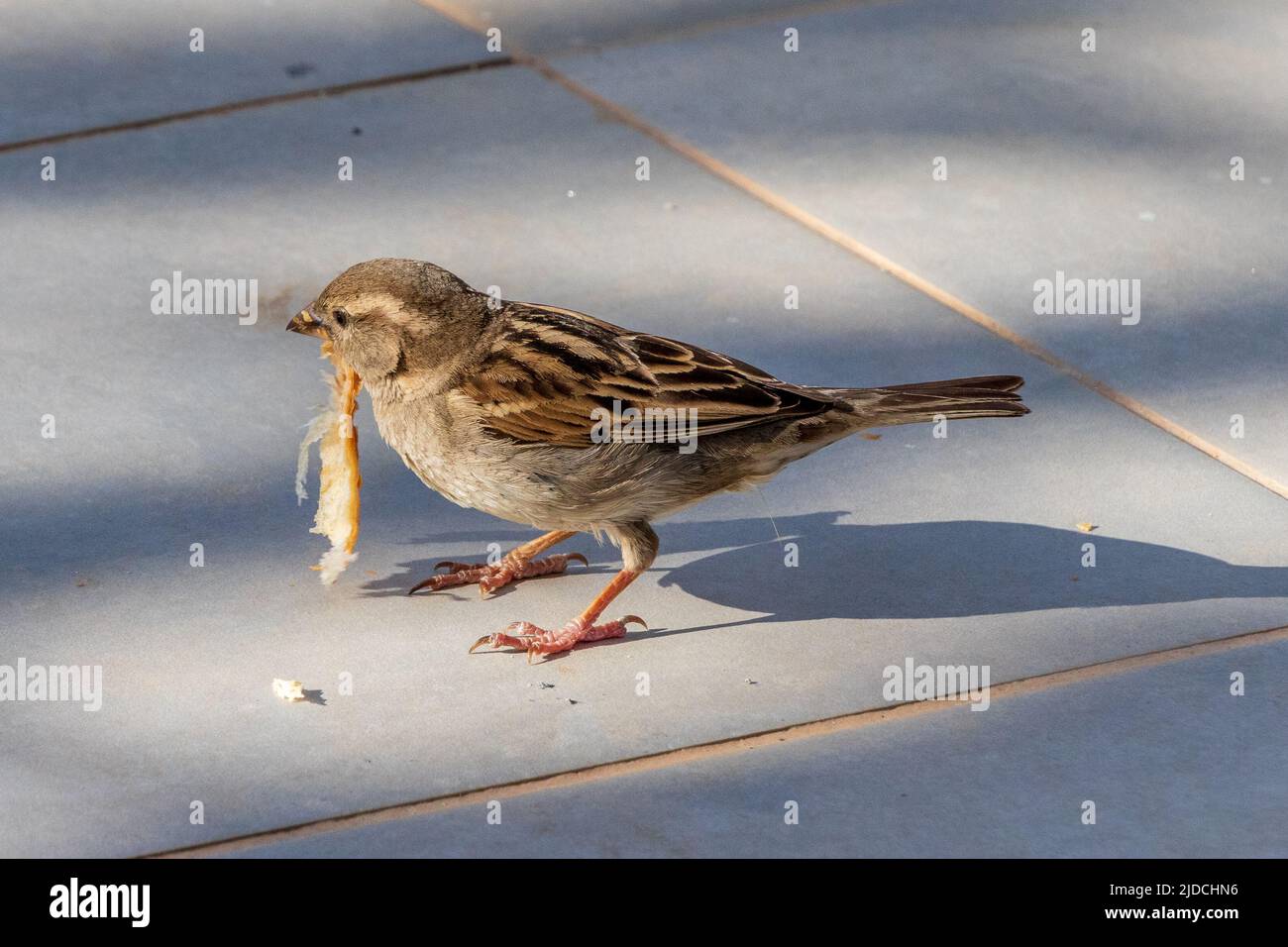 Passer domesticus with a Scrap of Bread Stock Photo - Alamy