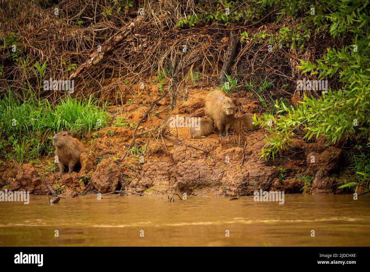 Capybara in the nature habitat of northern pantanal. Biggest rondent ...