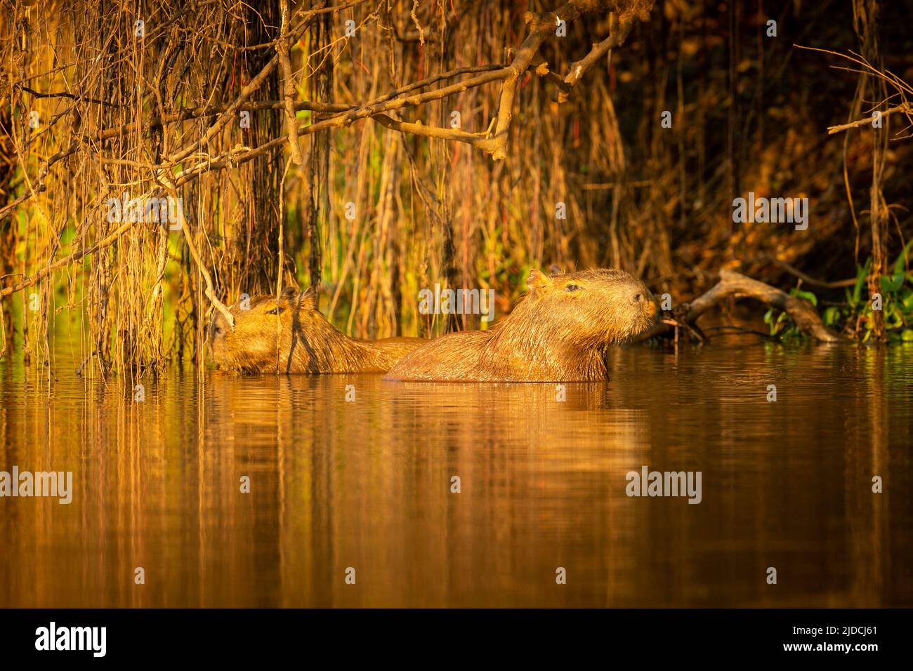 Capybara in the nature habitat of northern pantanal. Biggest rondent ...