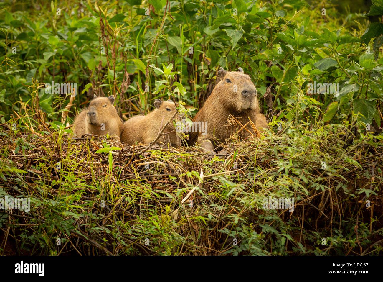 Capybara in the nature habitat of northern pantanal. Biggest rondent ...
