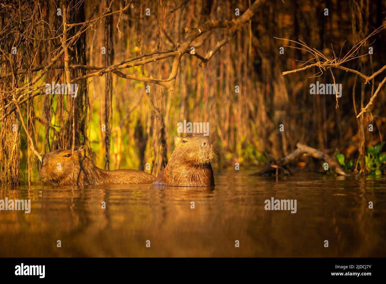 Capybara in the nature habitat of northern pantanal. Biggest rondent ...