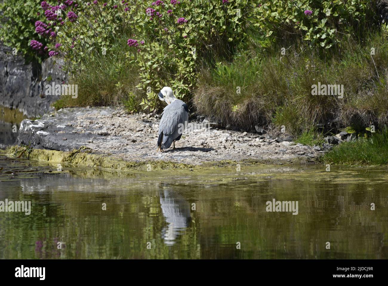 Preening left side hi-res stock photography and images - Alamy