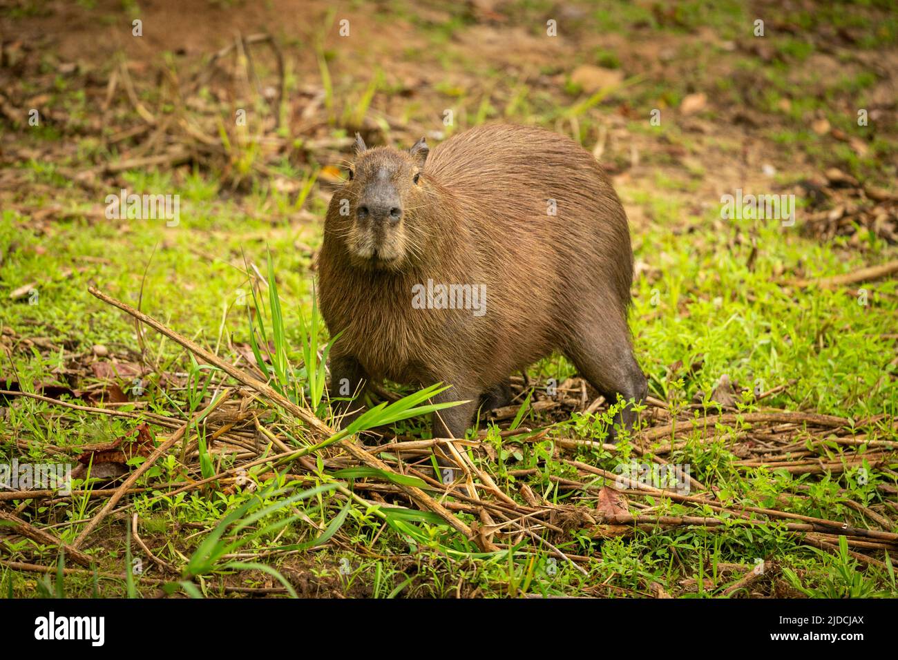 Capybara in the nature habitat of northern pantanal. Biggest rondent ...