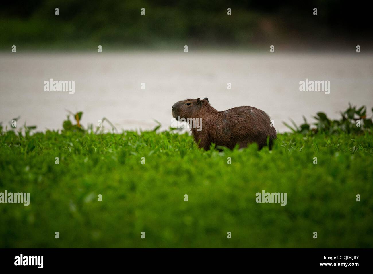 Capybara in the nature habitat of northern pantanal. Biggest rondent ...
