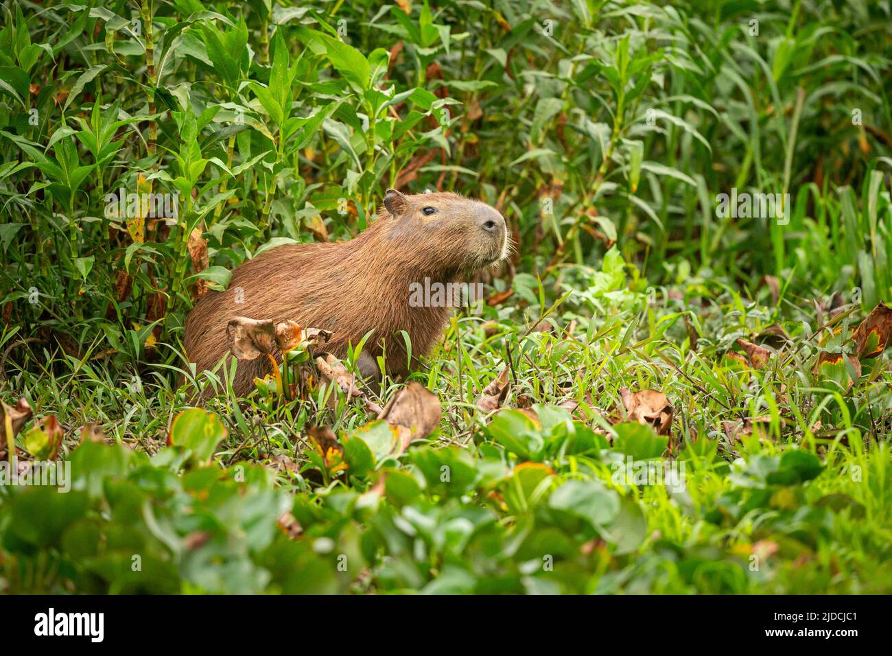 Capybara in the nature habitat of northern pantanal. Biggest rondent ...